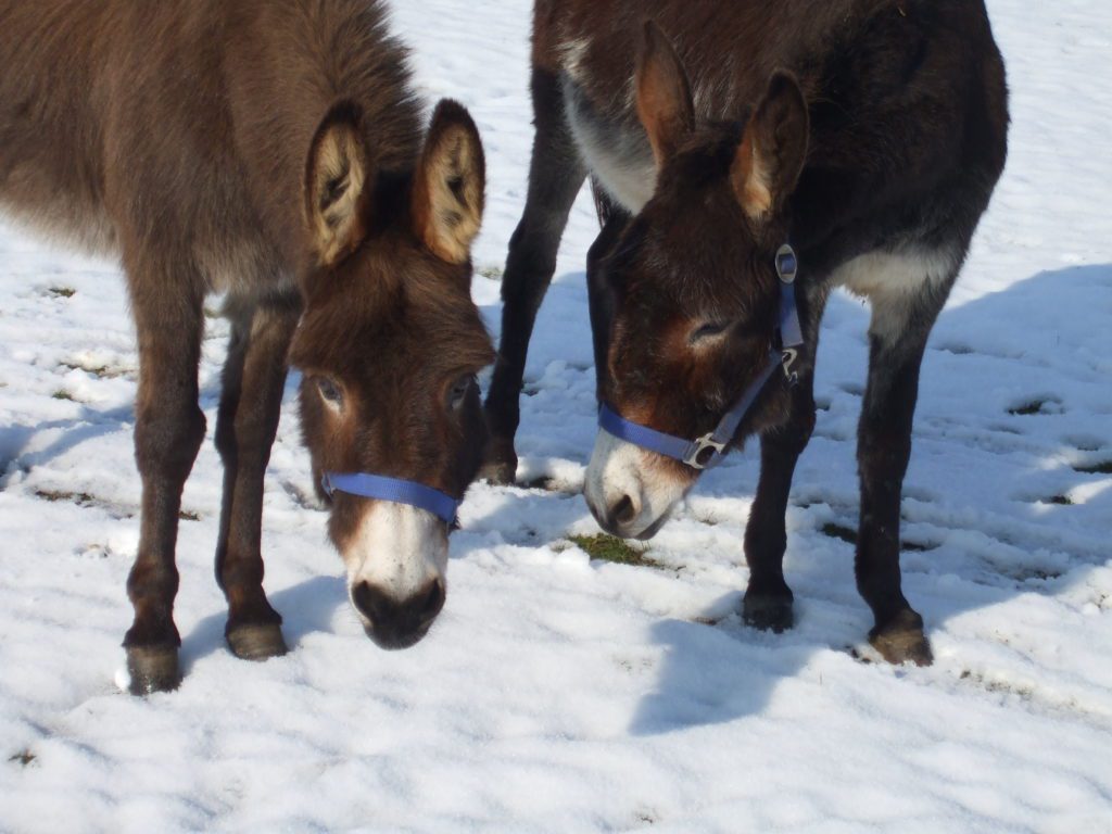 Winter with Donkeys Dora & Ellie